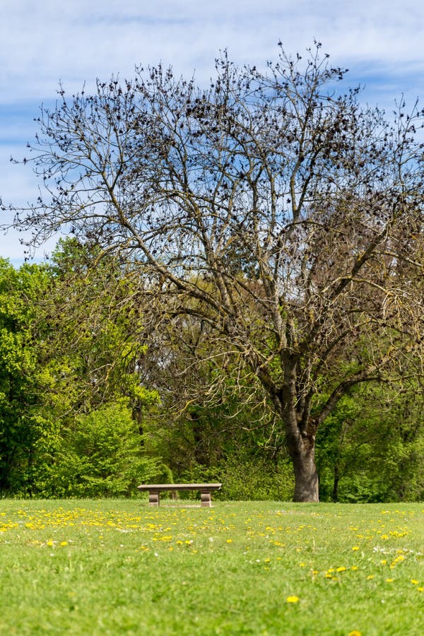 Park Bench Underneath Tree on Meadow, Spring Stock Photo - Image of ...