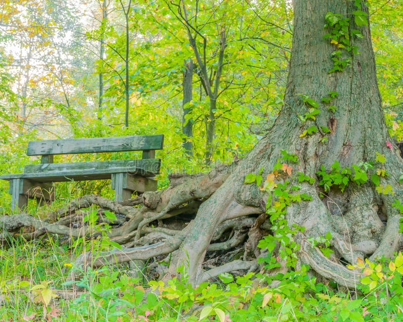 Park Bench stock image. Image of backyard, bench, scene - 44922787