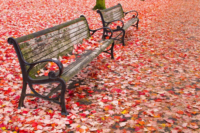 Park Benches in the Fall stock image. Image of fall, foliage - 22014049