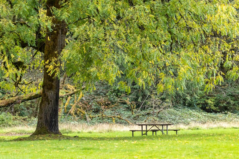 A Large Green Tree Leaning Over a Park Bench Stock Image - Image of ...