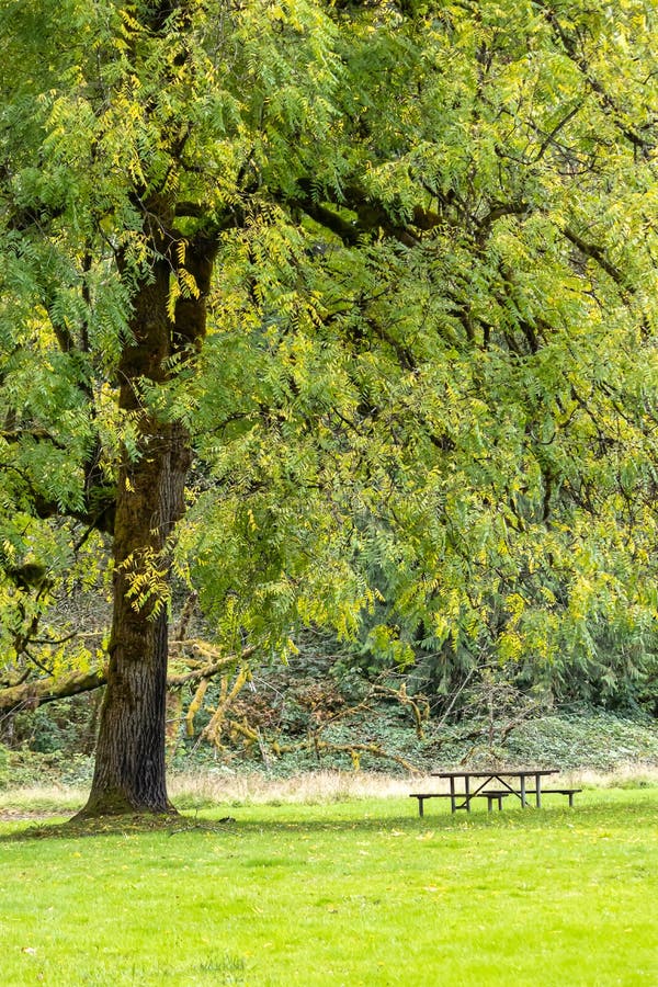 A Park Bench Under a Large Green Tree Stock Photo - Image of bright ...