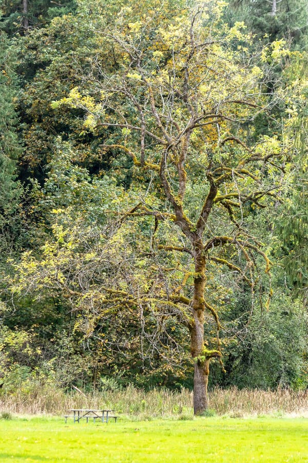 A Picnic Bench Under a Large Tree in Autumn Stock Image - Image of ...
