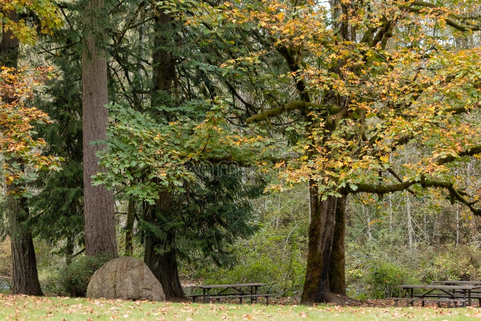 Two Park Benches Under Maple Trees in Autumn Stock Image - Image of ...