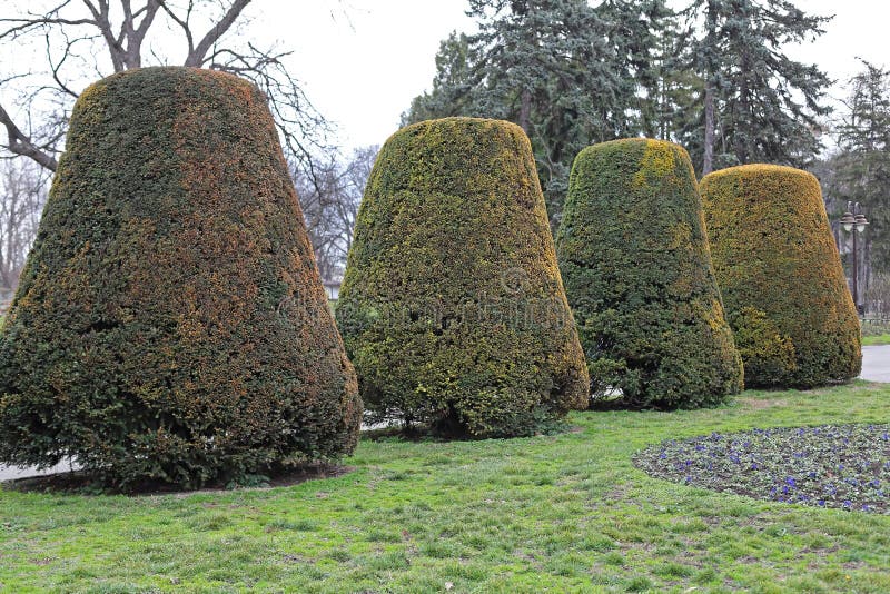 Park stock photo. Image of decorative, garden, shape - 102597984