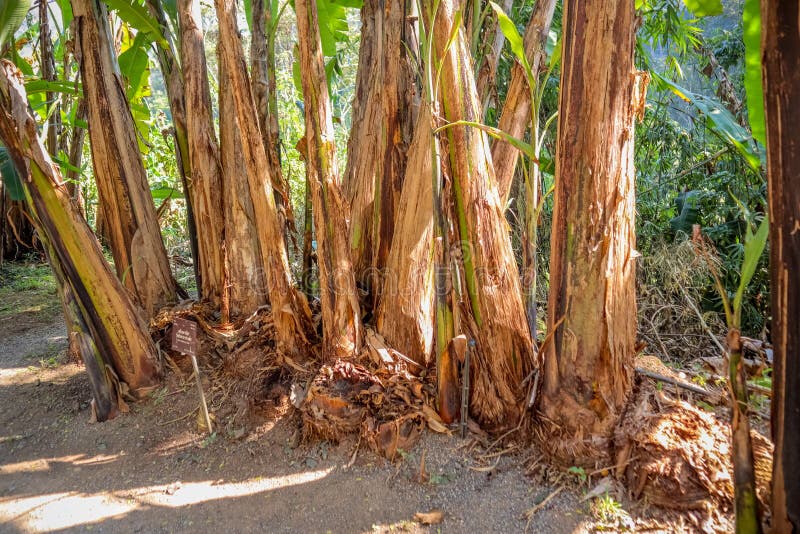A Park with Big Old Trunks of Palm Trees Stock Image - Image of tourism ...