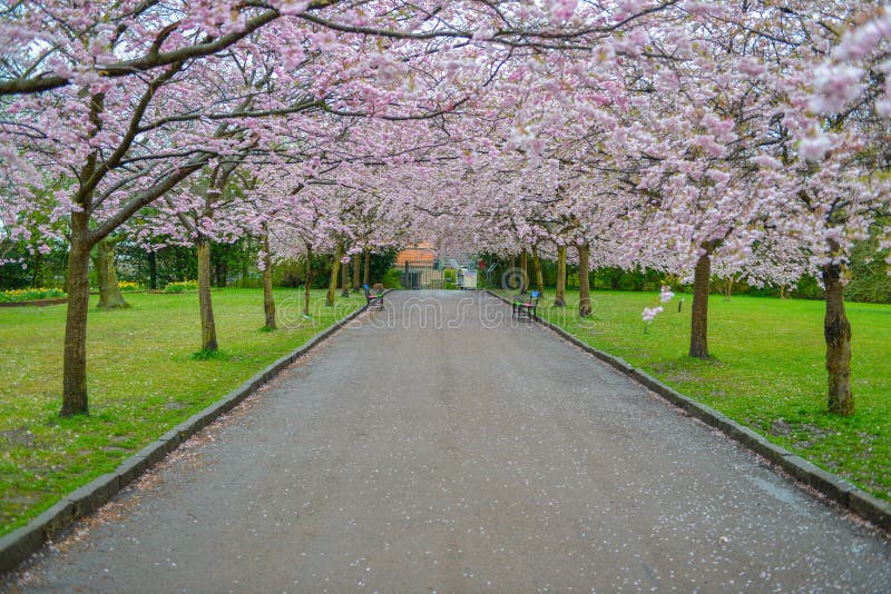 Park with Blossoming Red Cherry Trees. Stock Image - Image of cherry ...