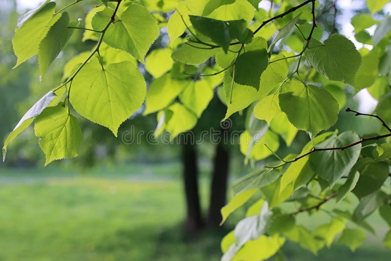 Park in the City, Young Sprouts of Trees in Spring Stock Photo - Image ...