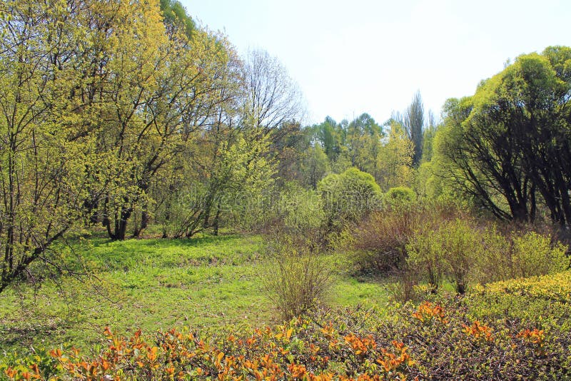 Park on a Clear Spring Day and Trees with Tender Young Green Foliage ...