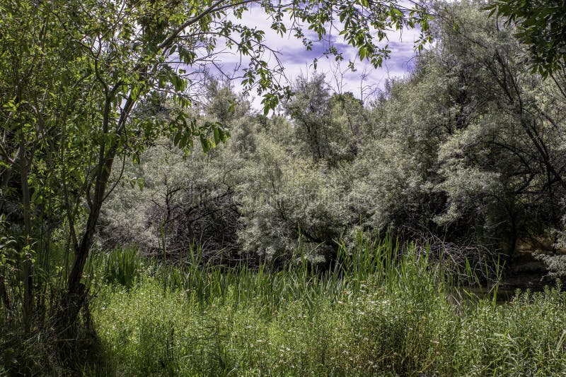 Park Colors stock photo. Image of idaho, landscape, green - 152592876