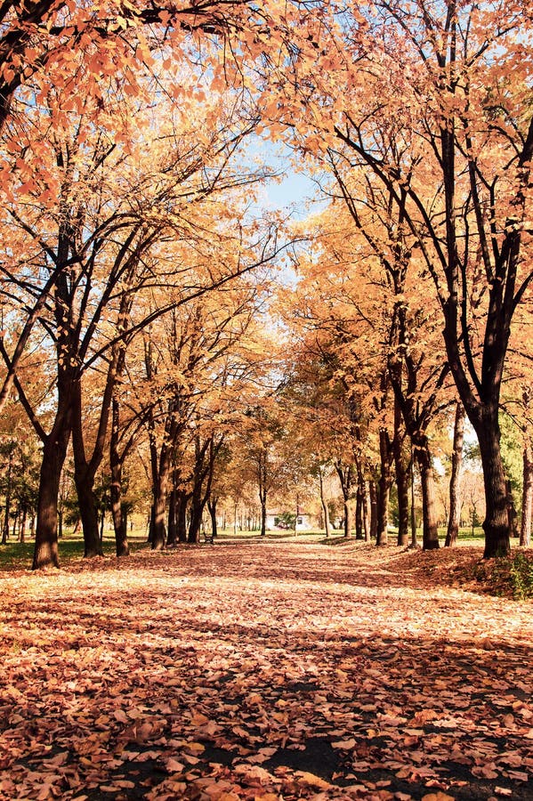 Park Covered in Fallen Leaves, Autumn Scene Stock Photo - Image of fall ...