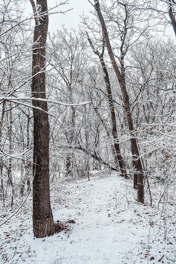 The Park is Covered with a Thin Layer of Snow in Winter. Stock Image ...