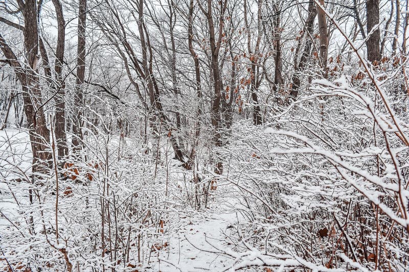 The Park is Covered with a Thin Layer of Snow in Winter. Stock Image ...