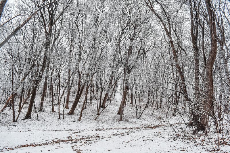 The Park is Covered with a Thin Layer of Snow in Winter. Stock Image ...