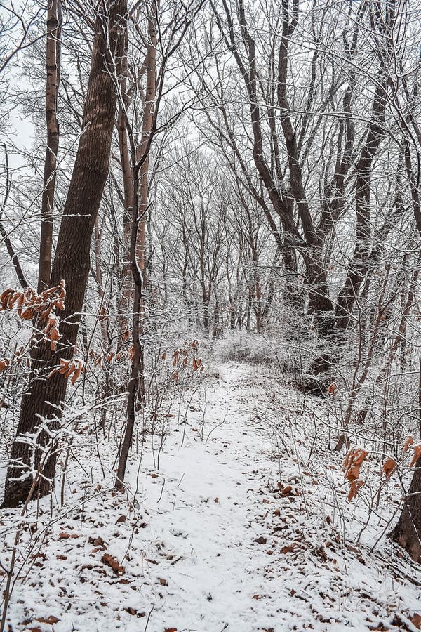 The Park is Covered with a Thin Layer of Snow in Winter. Stock Image ...