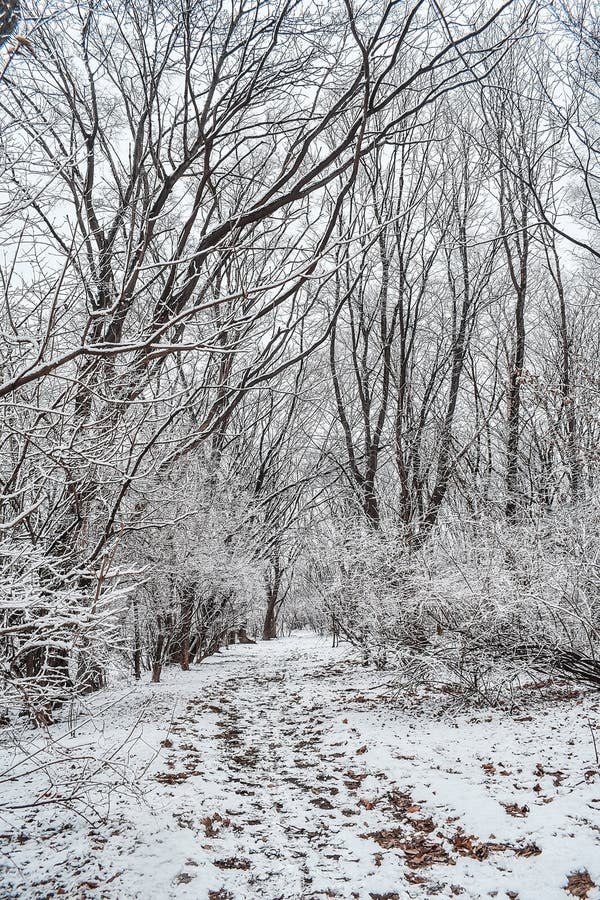 The Park is Covered with a Thin Layer of Snow in Winter. Stock Photo ...