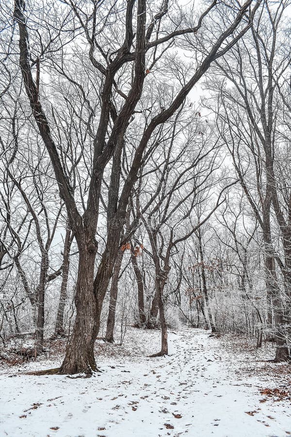 The Park is Covered with a Thin Layer of Snow in Winter. Stock Photo ...