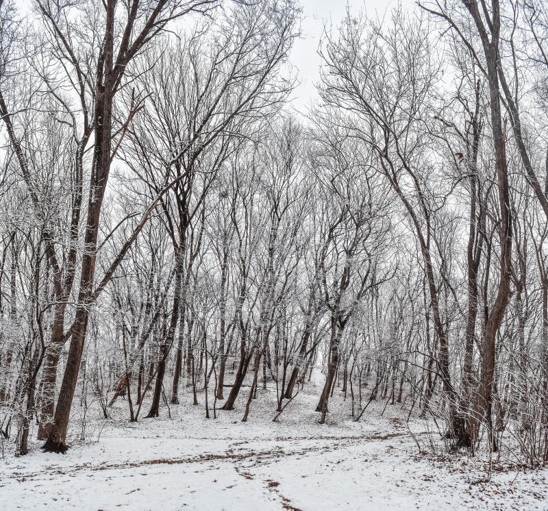 The Park is Covered with a Thin Layer of Snow in Winter. Stock Photo ...