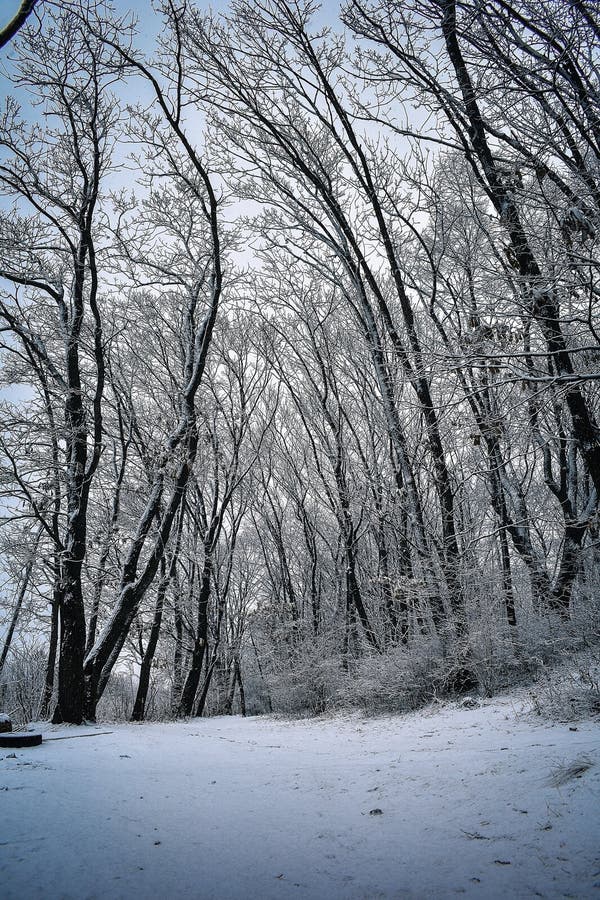 The Park is Covered with a Thin Layer of Snow in Winter. Stock Photo ...