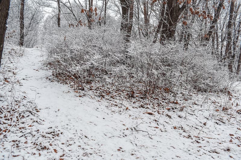 The Park is Covered with a Thin Layer of Snow in Winter. Stock Photo ...