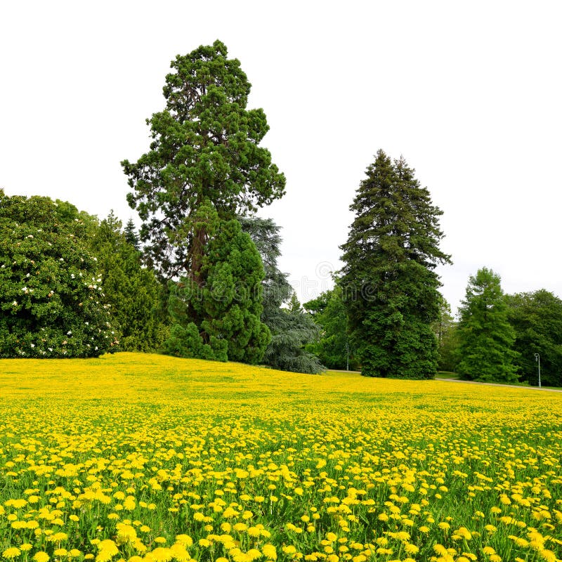 Trees on dandelion field stock image. Image of botanic - 52796131