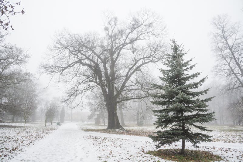 Park in December after the First Snow in Fog Stock Image - Image of ...