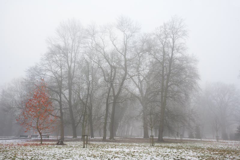 Park in December after the First Snow in Fog Stock Image - Image of ...