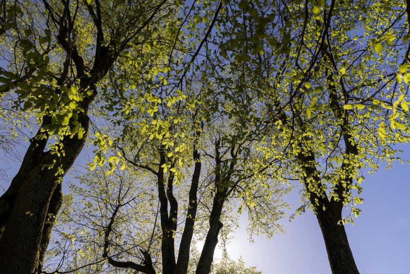 A Park with Different Types of Trees in the Spring during Flowering ...