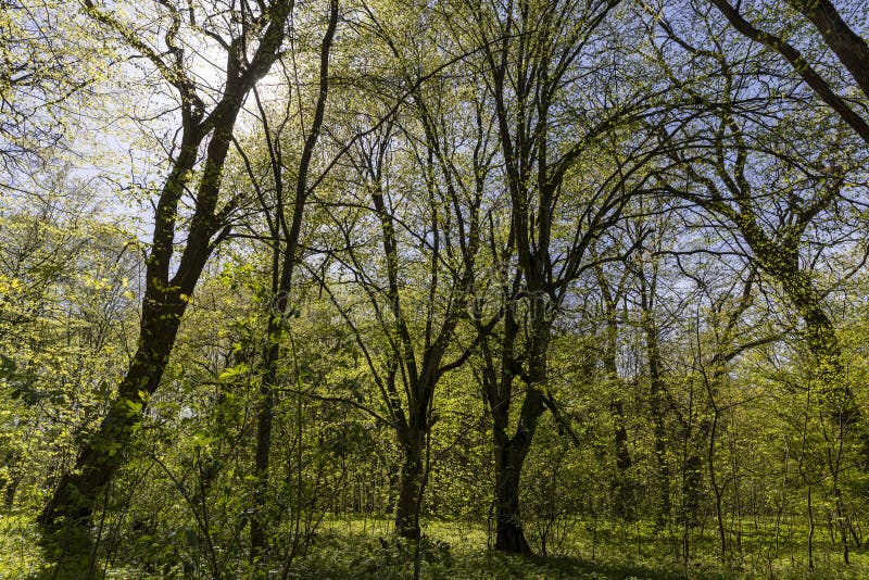 A Park with Different Types of Trees in the Spring during Flowering ...