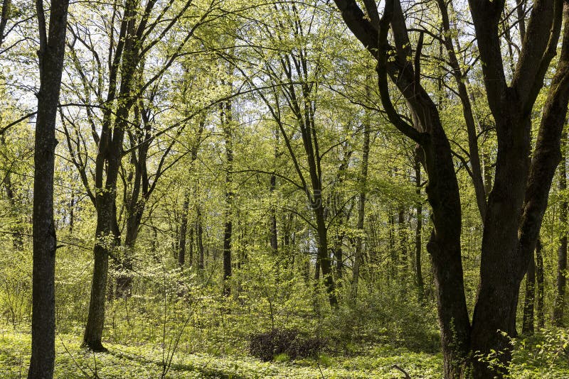 A Park with Different Types of Trees in the Spring during Flowering ...