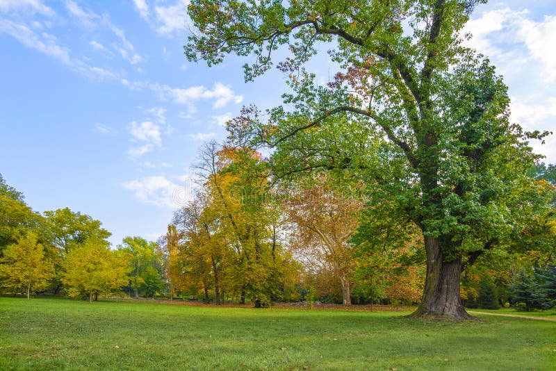 Park in the Early Fall with the Big Tree. Stock Image - Image of ...