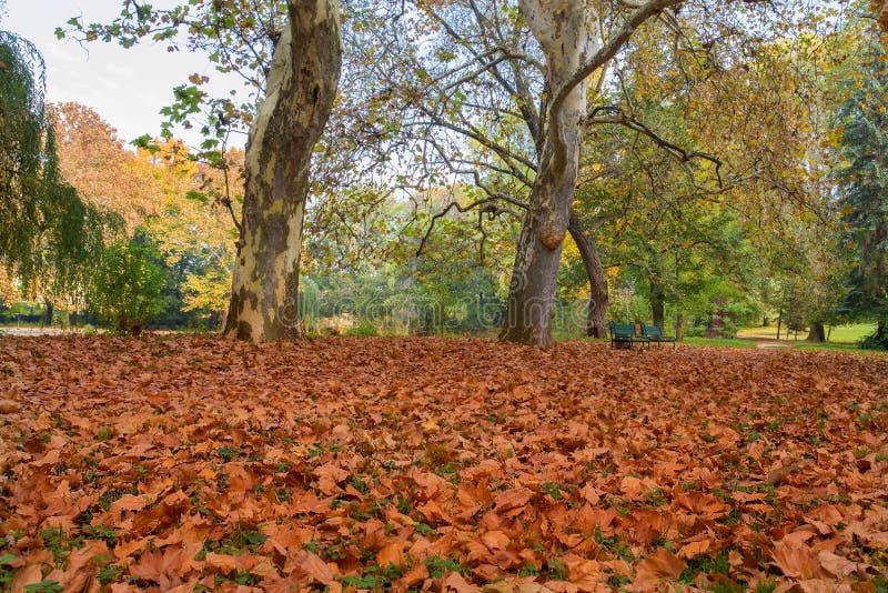 Park in the Early Fall with the Big Tree. Stock Photo - Image of light ...