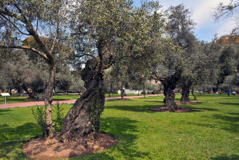 Park El Olivar in San Isidro, Lima, Peru Stock Image - Image of meadow ...