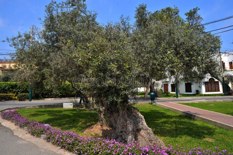 Park El Olivar in San Isidro, Lima, Peru Stock Photo - Image of shrub ...