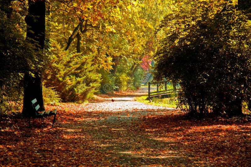 Park at fall stock photo. Image of colour, light, golden - 3675232