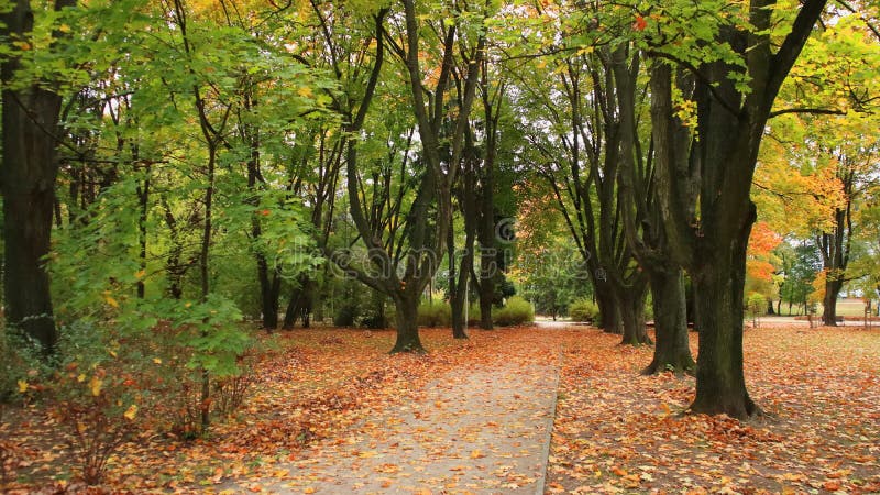 Park in the fall stock image. Image of aleja, branch - 258018987