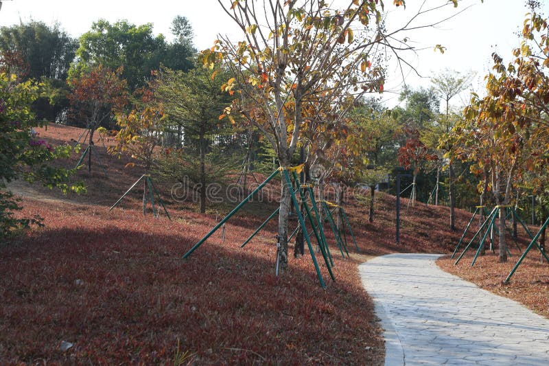 The Park Features Green Space Design, with Trees and Shrubs on the ...