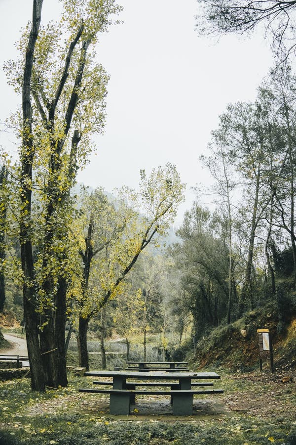 A Park with a Few Benches Tables and Trees Stock Photo - Image of mist ...