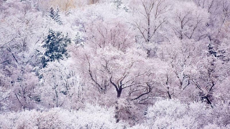 Park after the First Snowfall at the Beginning of Winter Stock Photo ...