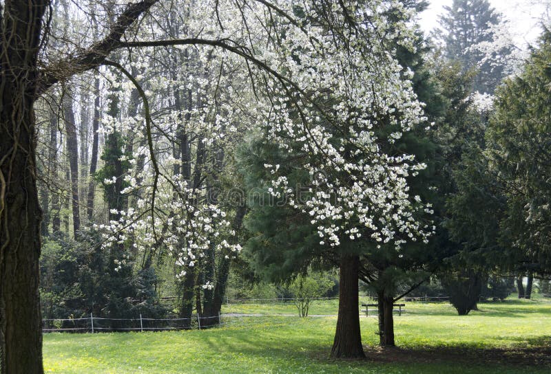 Park with flourishing tree stock photo. Image of blossoms - 35945672
