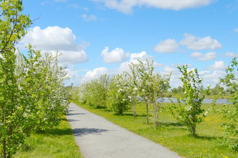 Park, Flowering Trees and River Stock Image - Image of apple ...