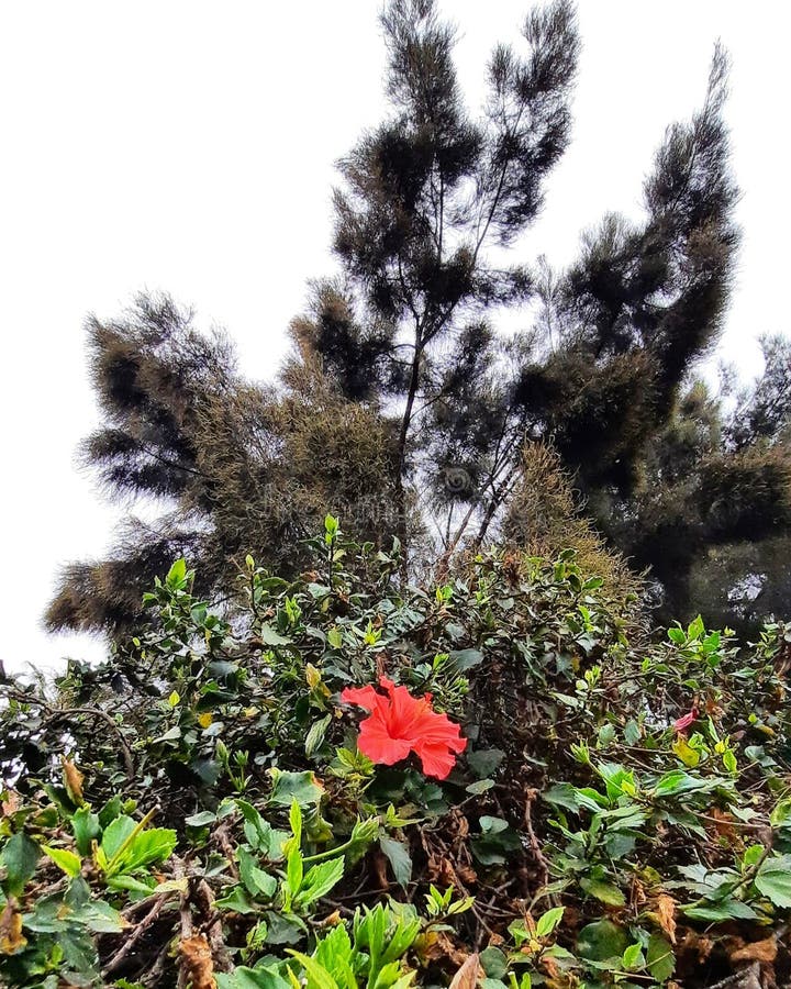 Park Flowers Nature Look Lifetime Stock Image - Image of tree, look ...