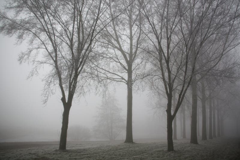 Park in fog in spring. stock image. Image of tree, twigs - 92721977