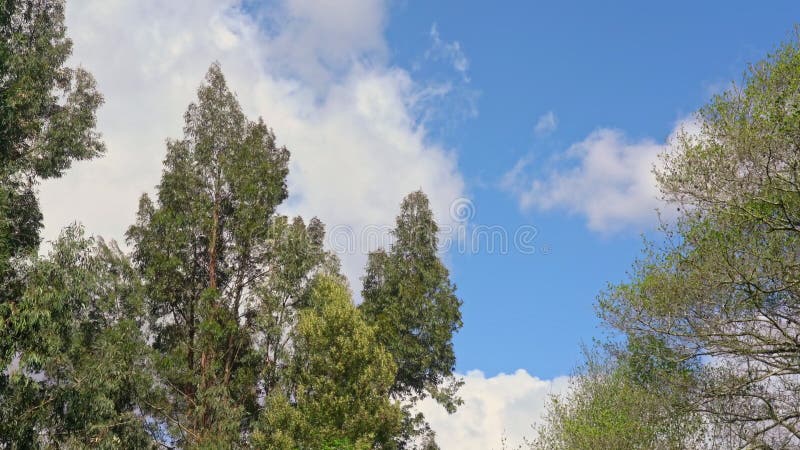 Park Forest Trees in Motion from the Wind, Nature is Worried ...