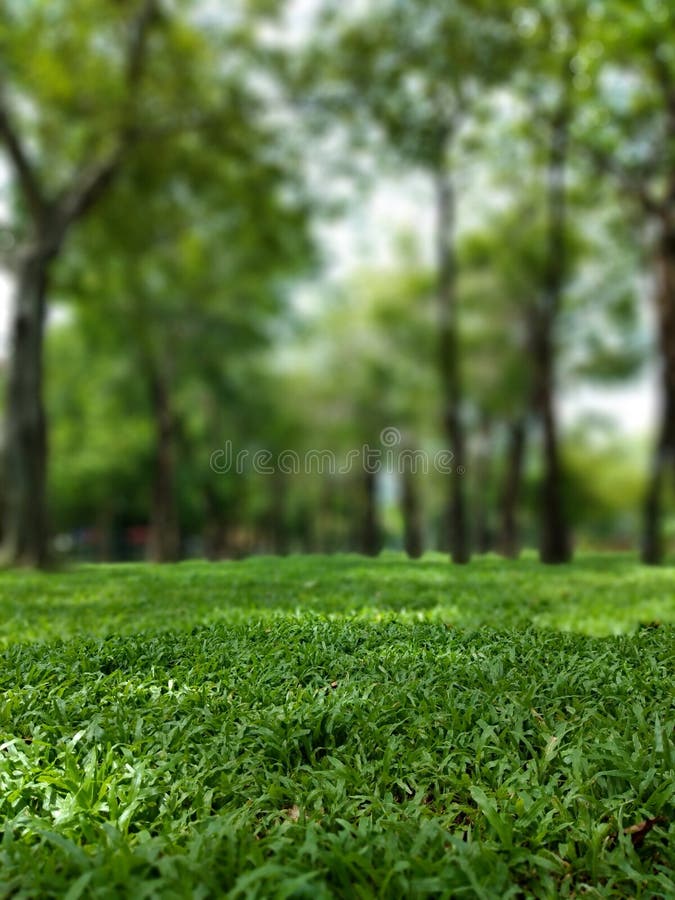 The Park is a Green Area that is Refreshing and Peaceful. Stock Image ...