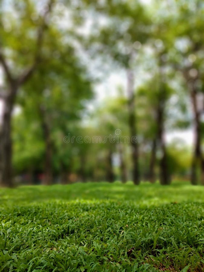 The Park is a Green Area. that is Refreshing and Peaceful Stock Photo ...