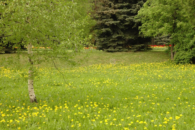 Park. Green grass. Spring stock photo. Image of birch - 7161260