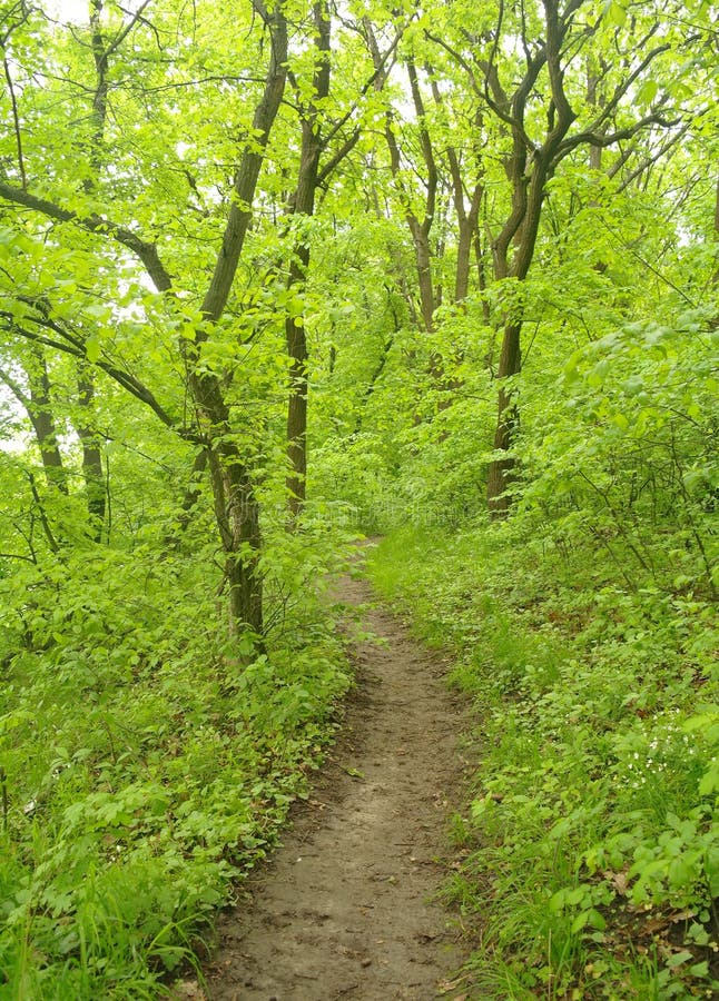 Park with Green Grass and Trees. Stock Photo - Image of colors ...