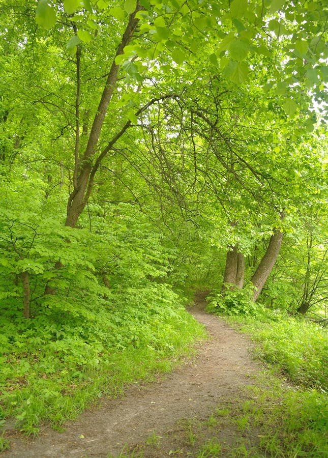 Park with Green Grass and Trees. Stock Image - Image of ecology, colors ...