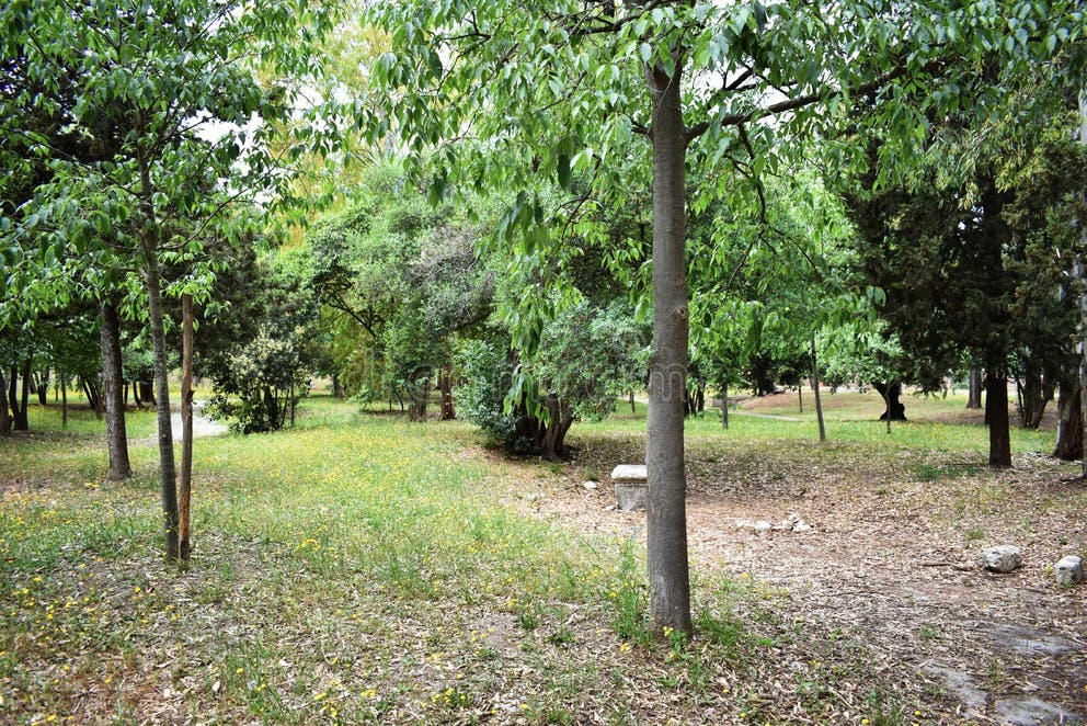 Park with green trees stock image. Image of trees, summer - 91996559