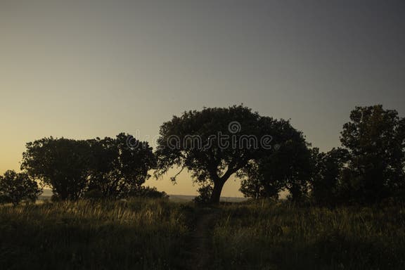 Park with Green Trees at Sunset Stock Photo - Image of grass ...